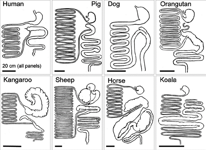 Solved Which digestive system reflects an organism that eats | Chegg.com