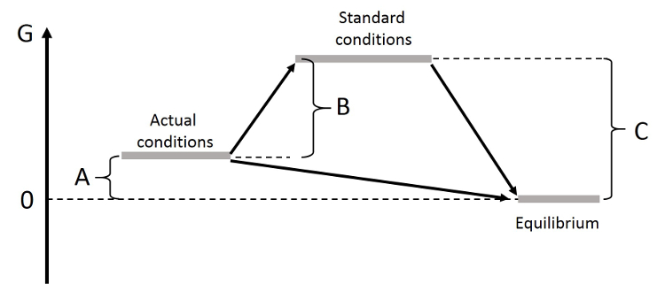 Solved The diagram above shows the free energy G for several | Chegg.com